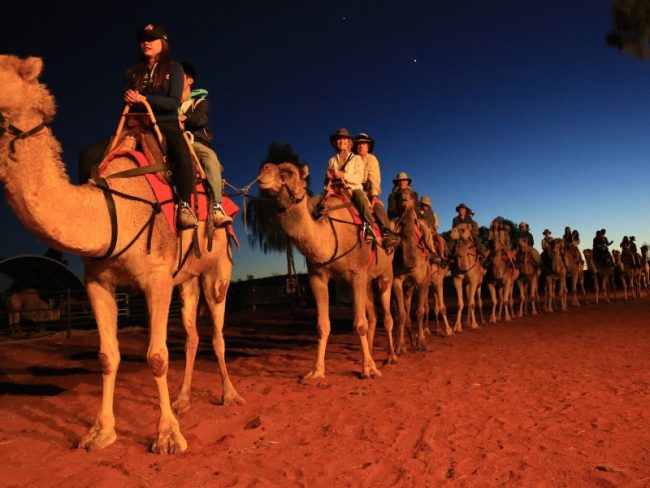 Camel Safari Package - Umaid Safaris