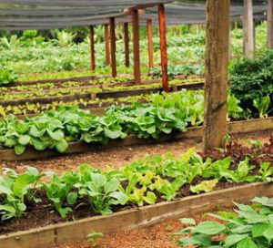 Umaid Safaris - An Ethnic Village Resort